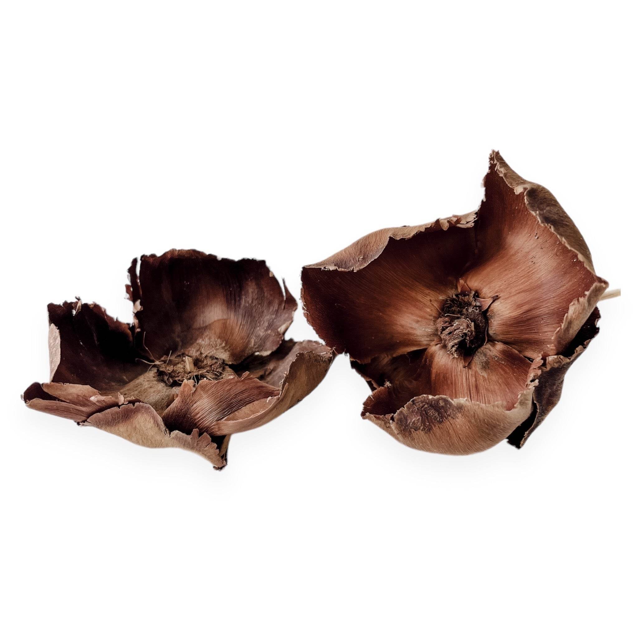 Preserved Palm Flower Caps – Natural Styling Accents (Set of 2 ...